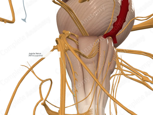 Jugular Nerve | Complete Anatomy