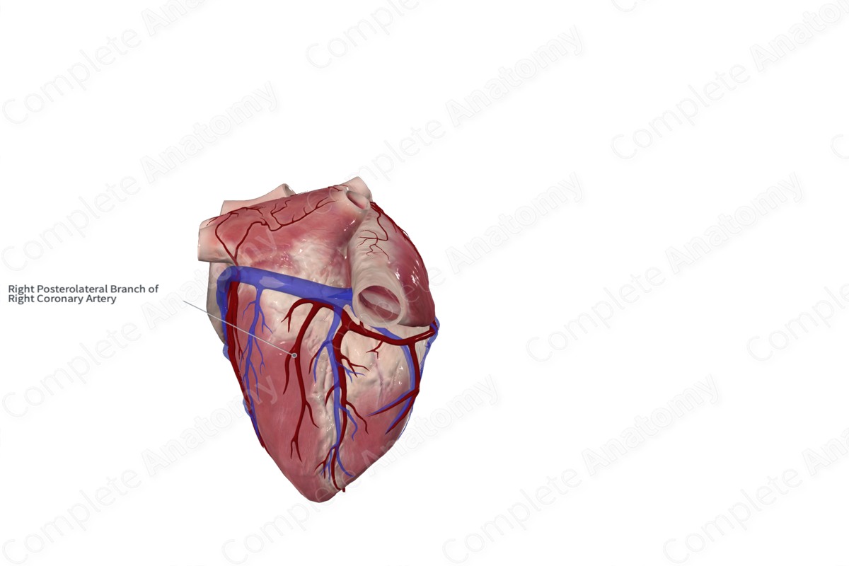 Right Inferolateral Branch of Right Coronary Artery | Complete Anatomy