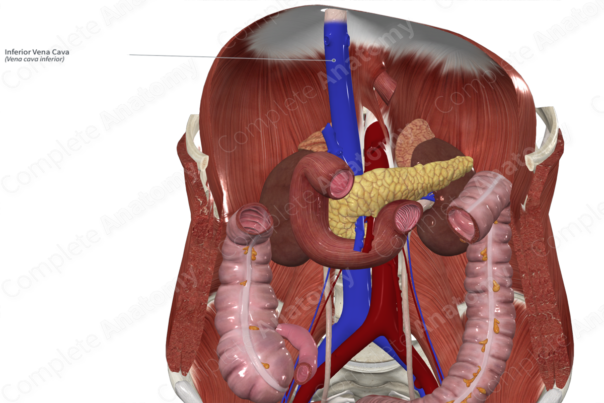 Inferior Vena Cava | Complete Anatomy