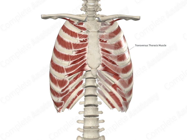 Transversus Thoracis Muscle | Complete Anatomy