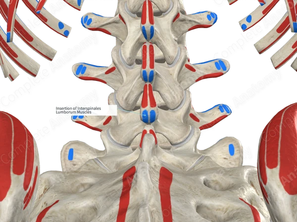 Insertion of Interspinales Lumborum Muscles | Complete Anatomy