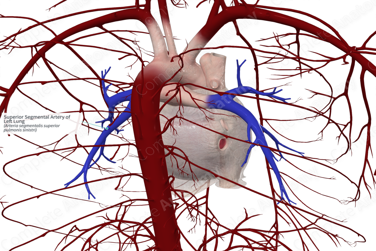 Superior Segmental Artery Of Left Lung Complete Anatomy