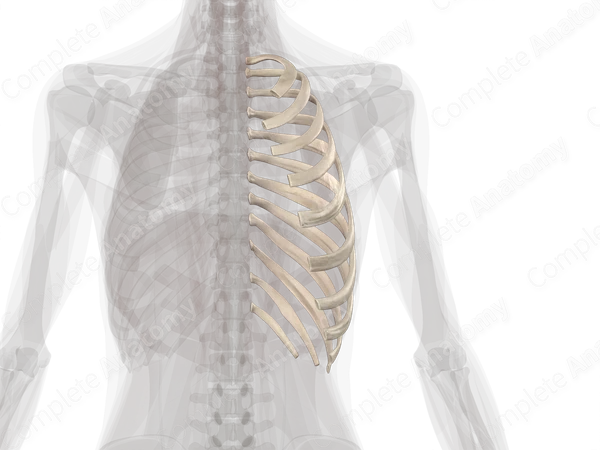 Ribs (Left) | Complete Anatomy