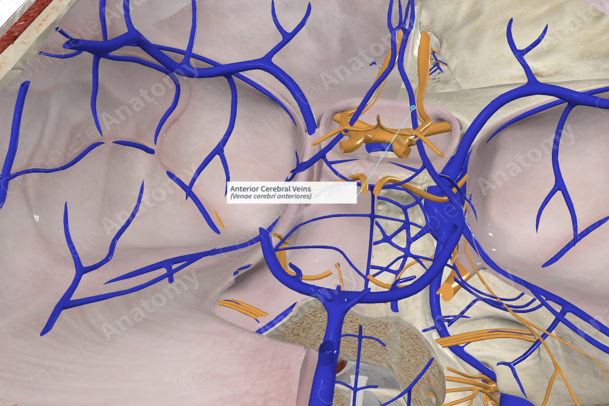 Anterior Cerebral Veins Complete Anatomy