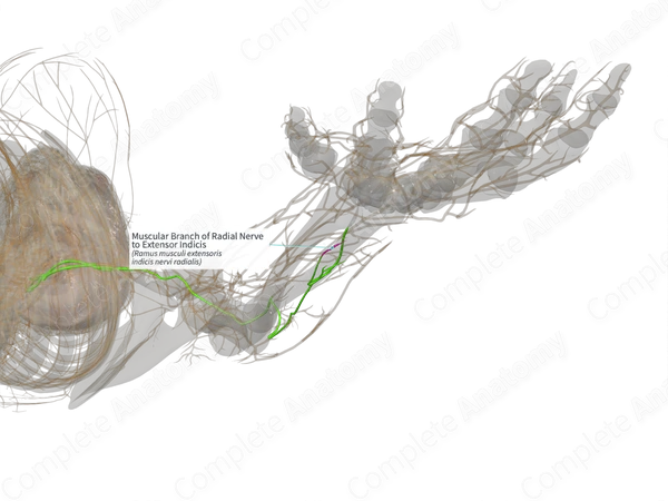 Muscular Branch of Radial Nerve to Extensor Indicis (Left) | Complete ...