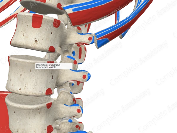Insertion of Quadratus Lumborum Muscle | Complete Anatomy