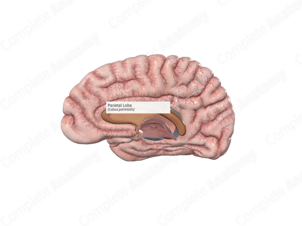 Parietal Lobe | Complete Anatomy