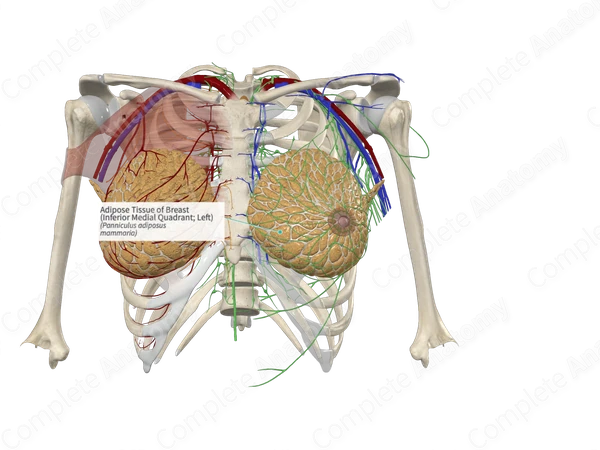 Adipose Tissue of Breast (Inferior Medial Quadrant; Left) | Complete ...