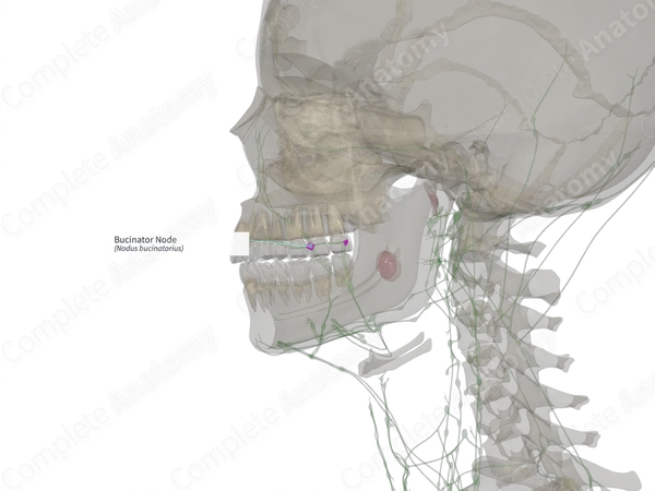 Bucinator Node (Right) | Complete Anatomy