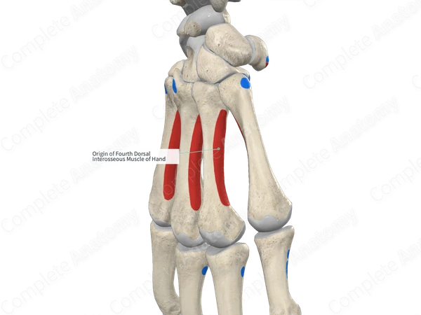 Origin of Fourth Dorsal Interosseous Muscle of Hand | Complete Anatomy