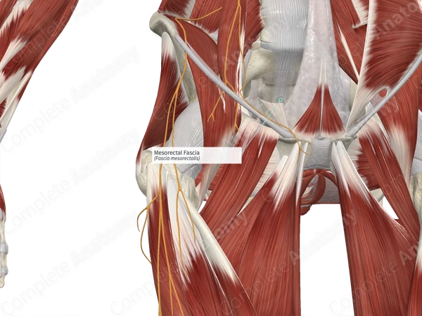 Mesorectal Fascia | Complete Anatomy