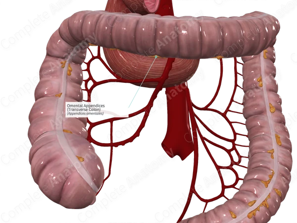 Omental Appendices (Transverse Colon) | Complete Anatomy