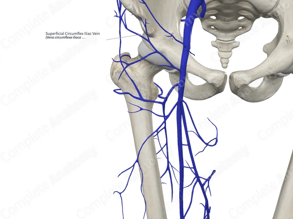 Superficial Circumflex Iliac Vein | Complete Anatomy