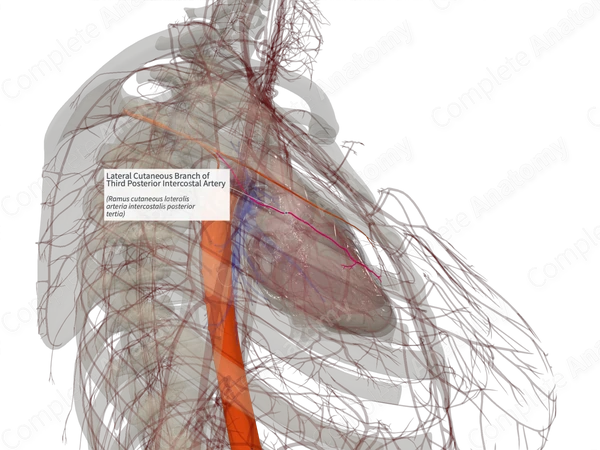 Lateral Cutaneous Branch of Third Posterior Intercostal Artery (Left ...