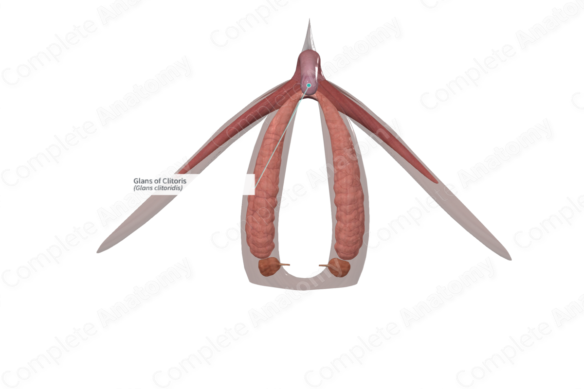 Glans Of Clitoris Complete Anatomy