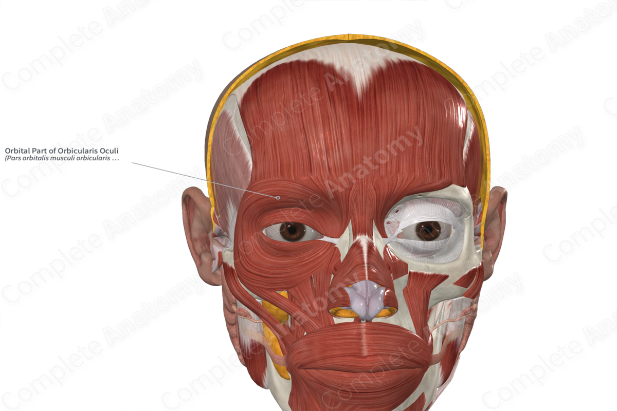 Orbital Part of Orbicularis Oculi | Complete Anatomy