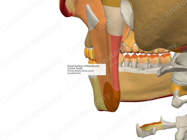 Distal Surface of Mandibular Canine Tooth | Complete Anatomy