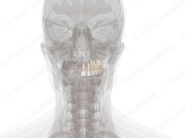 Maxillary Dental Arch (Left Quadrant) | Complete Anatomy