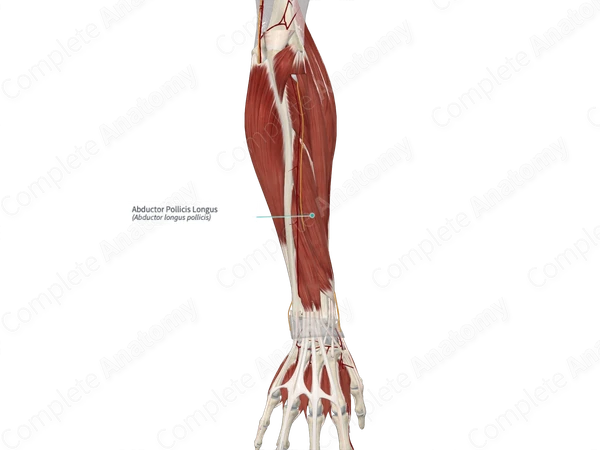 Abductor Pollicis Longus Forearm Muscle Anatomy Muscle