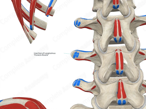 Insertion of Longissimus Thoracis Muscle | Complete Anatomy