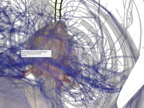 First Anterior Intercostal Vein (Left) | Complete Anatomy