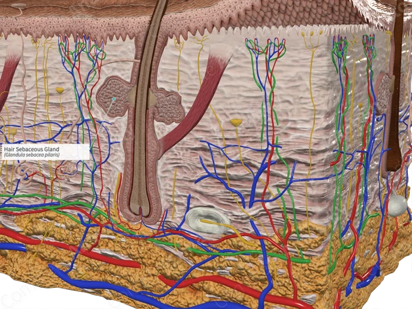 Hair Sebaceous Gland | Complete Anatomy