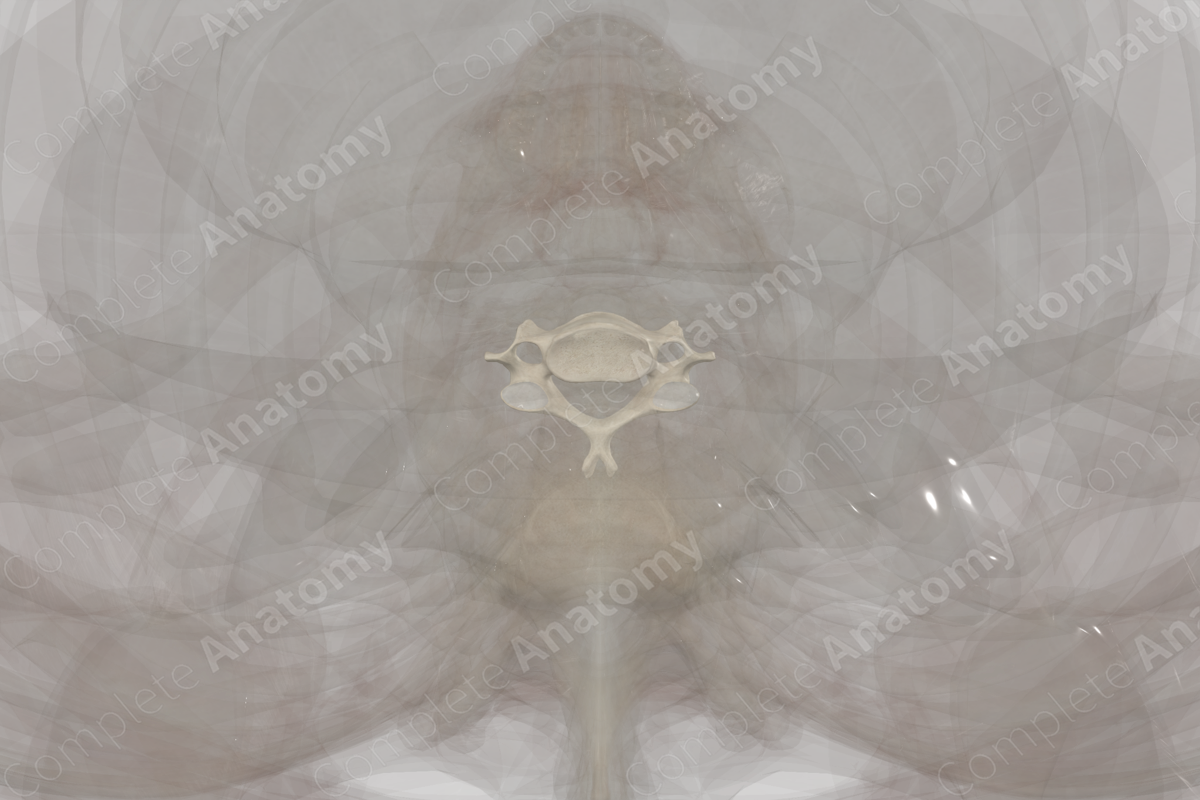 Sixth Cervical Vertebra | Complete Anatomy