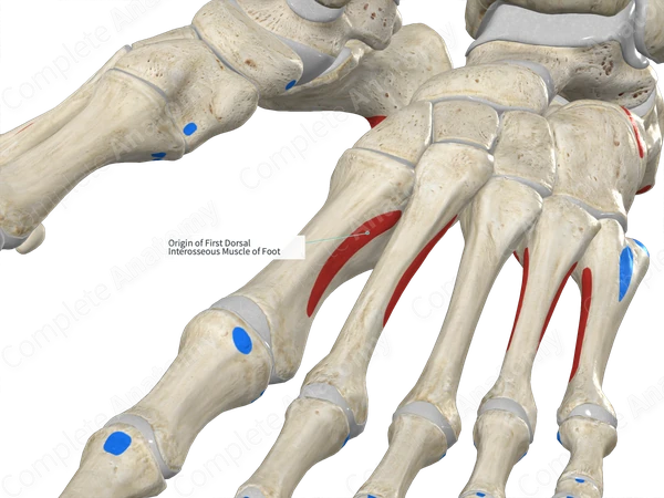 Origin of First Dorsal Interosseous Muscle of Foot | Complete Anatomy