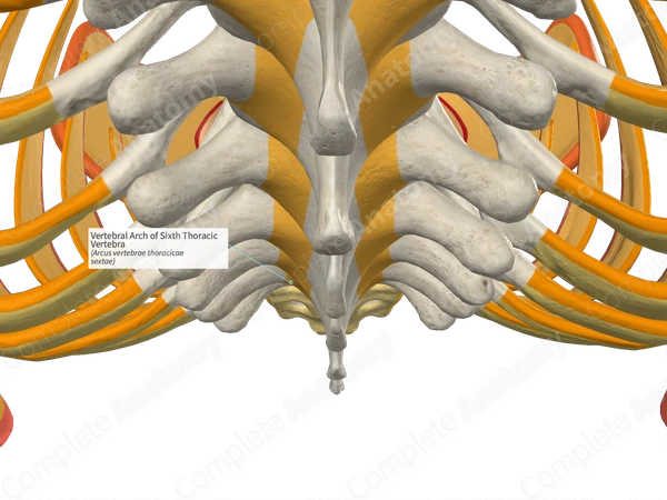 Vertebral Arch of Sixth Thoracic Vertebra | Complete Anatomy