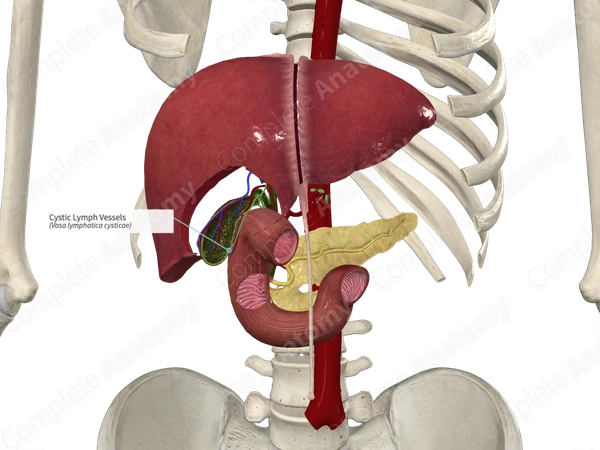 Cystic Lymph Vessels | Complete Anatomy