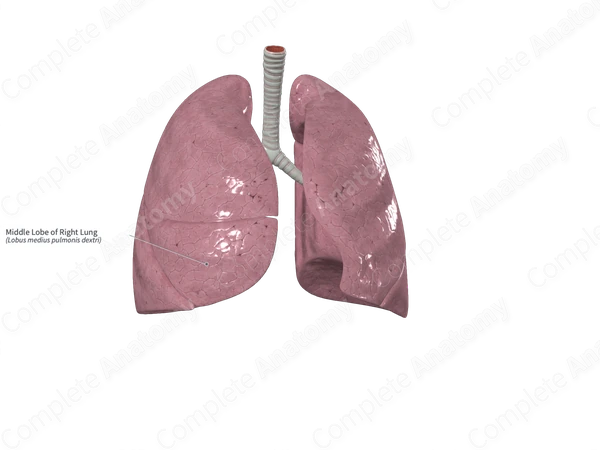 Middle Lobe of Right Lung | Complete Anatomy