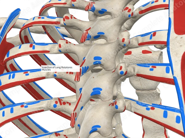 Insertion of Long Rotatores Muscles | Complete Anatomy
