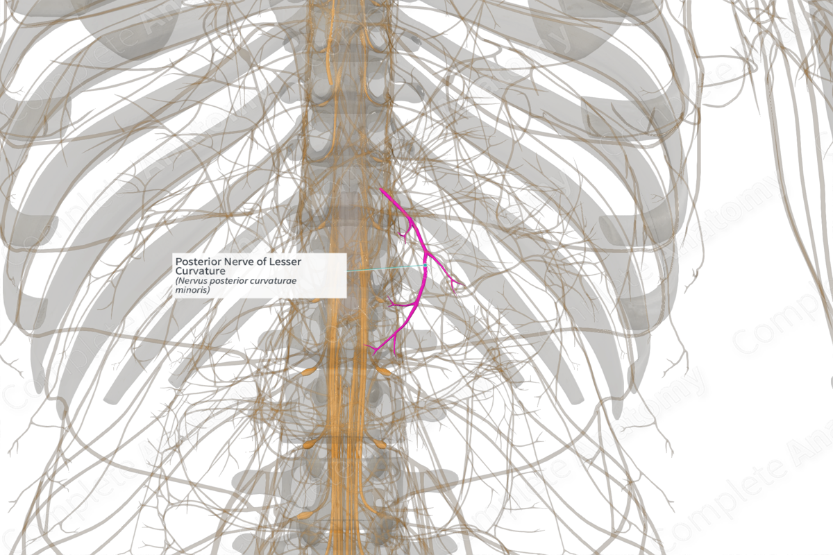 Posterior Nerve of Lesser Curvature | Complete Anatomy