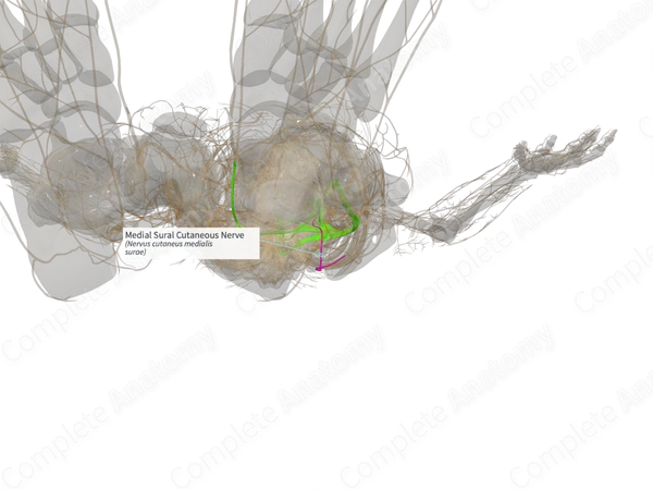 Medial Sural Cutaneous Nerve (Left) | Complete Anatomy