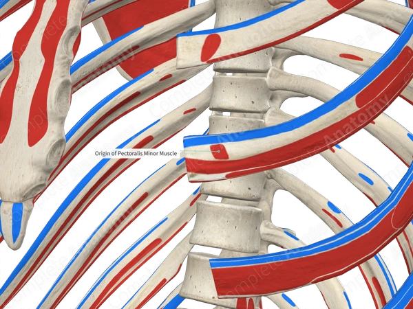 Origin of Pectoralis Minor Muscle | Complete Anatomy