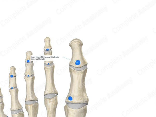 Insertion of Extensor Hallucis Longus Muscle | Complete Anatomy