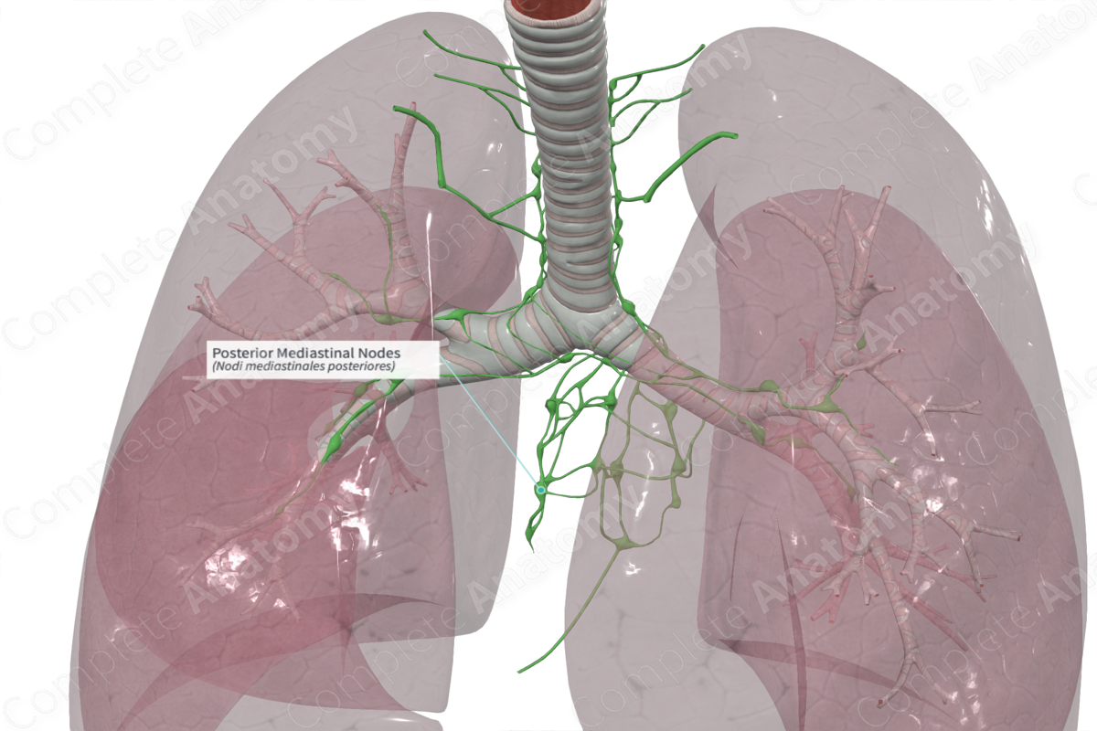 Posterior Mediastinal Nodes Complete Anatomy