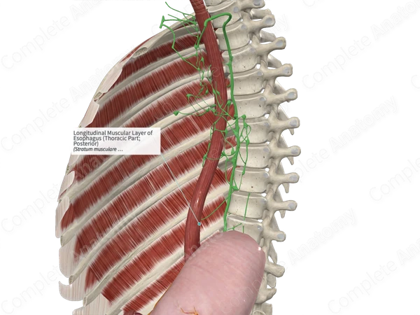 Longitudinal Muscular Layer of Esophagus (Thoracic Part; Posterior ...