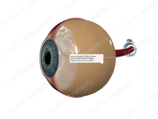 Inner Sheath of Optic Nerve (Arachnoid Sheath; Right) | Complete Anatomy