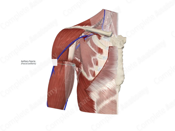 Axillary Fascia | Complete Anatomy