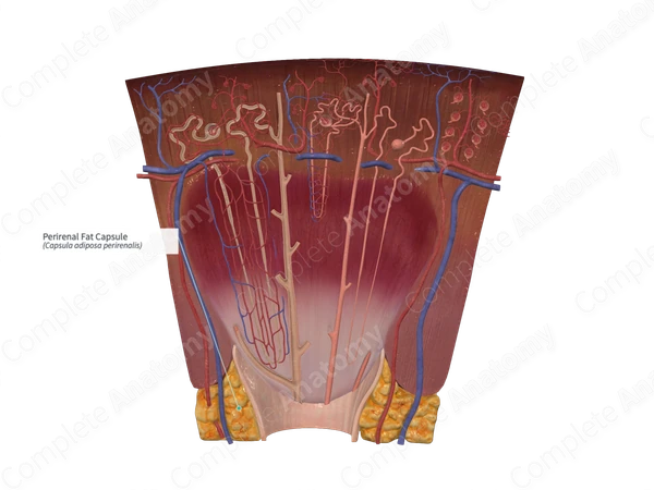 Perirenal Fat Capsule | Complete Anatomy