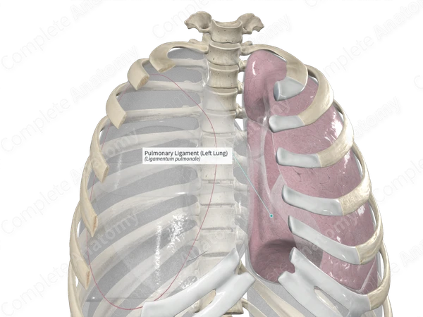 Pulmonary Ligament (Left Lung) | Complete Anatomy
