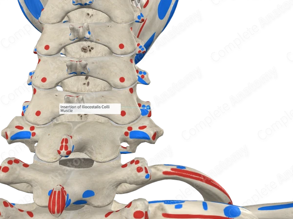 Insertion of Iliocostalis Colli Muscle | Complete Anatomy