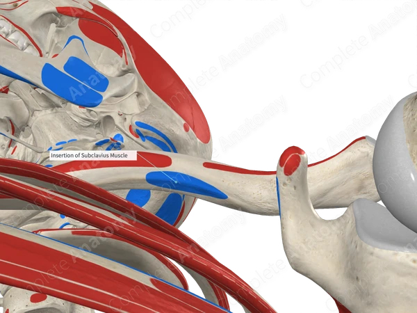 Insertion of Subclavius Muscle | Complete Anatomy