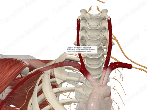 Lateral Branch of Posterior Ramus of Third Thoracic Nerve | Complete ...