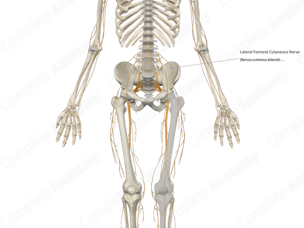 Lateral Femoral Cutaneous Nerve | Complete Anatomy