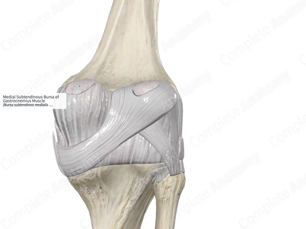 Medial Subtendinous Bursa of Gastrocnemius Muscle | Complete Anatomy