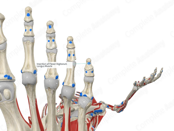 Insertion of Flexor Digitorum Longus Muscle | Complete Anatomy