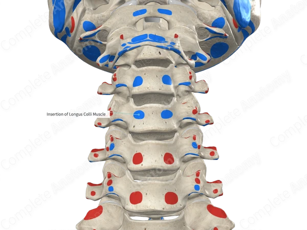 Insertion of Longus Colli Muscle | Complete Anatomy