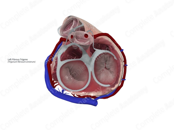 Left Fibrous Trigone | Complete Anatomy